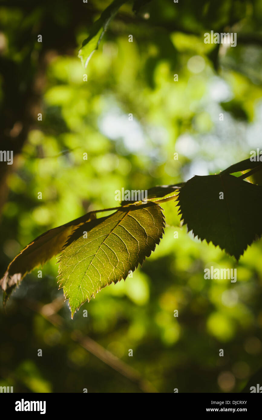Leafs hanging from tree branch Stock Photo - Alamy