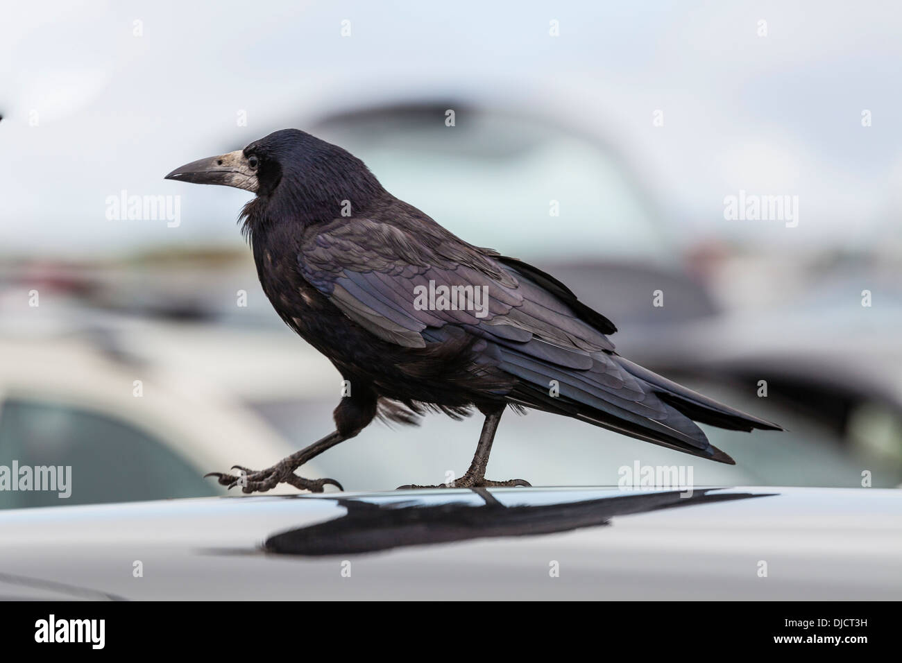 Rook bird ireland hi-res stock photography and images - Alamy