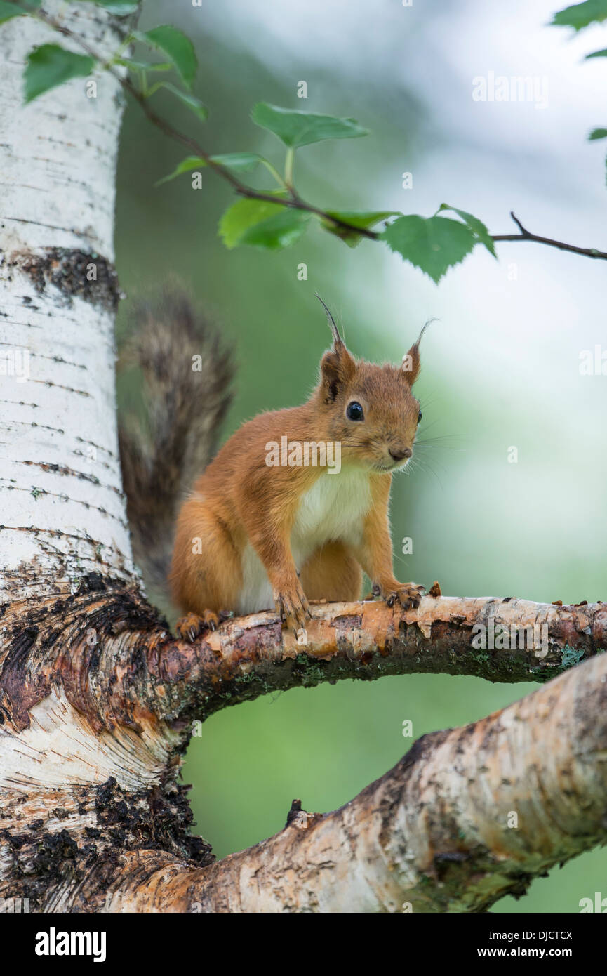 red squirrel, sciurus vulgaris, finland Stock Photo - Alamy