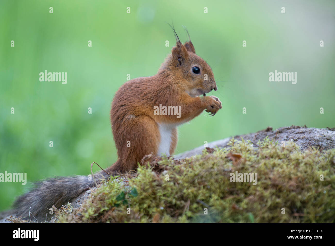 Eurasian red squirrels hi-res stock photography and images - Alamy