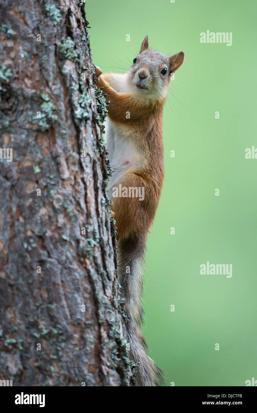 red squirrel, sciurus vulgaris, finland Stock Photo - Alamy