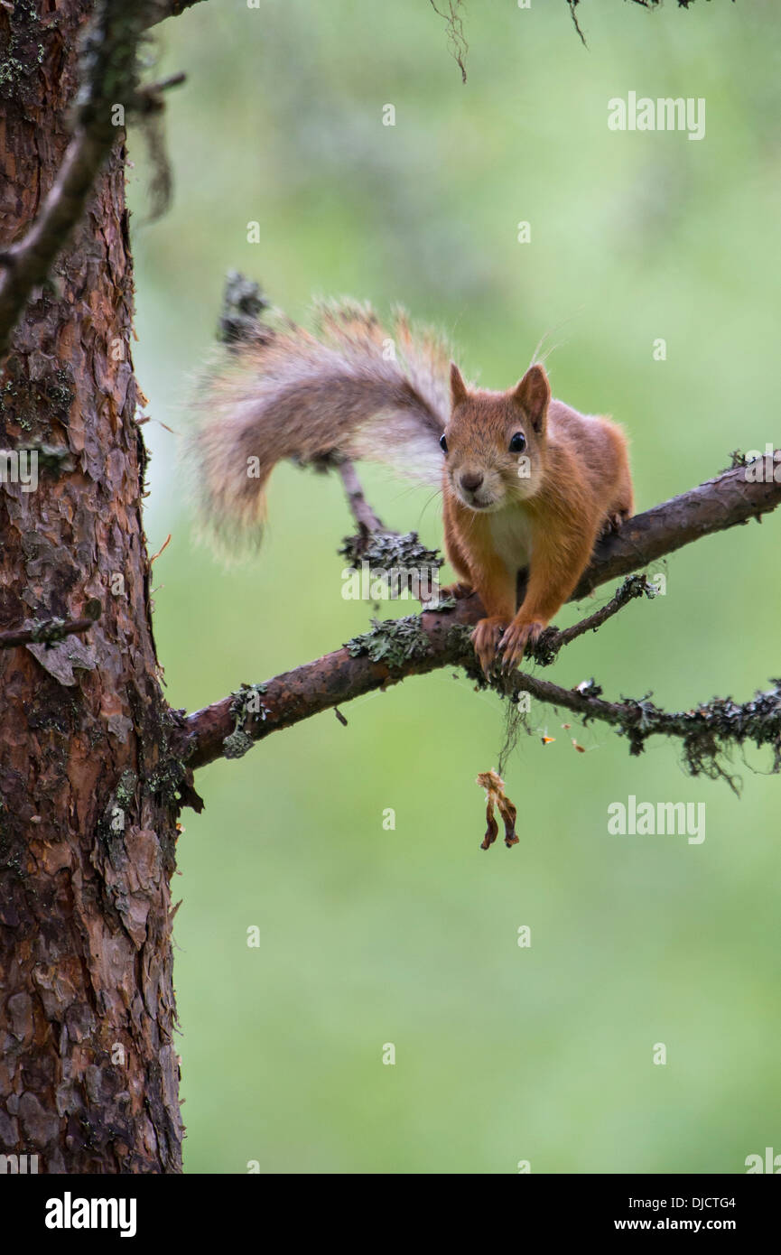 red squirrel, sciurus vulgaris, finland Stock Photo - Alamy