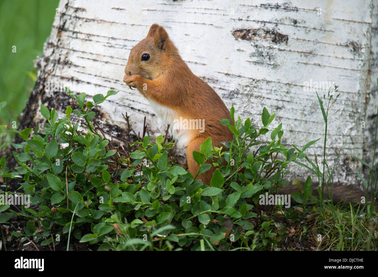 red squirrel, sciurus vulgaris, finland Stock Photo - Alamy