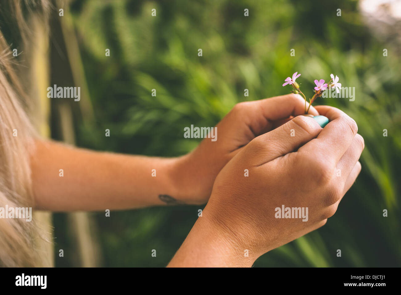 Hands holding flower hi-res stock photography and images - Alamy