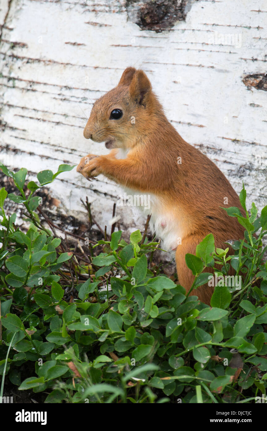 red squirrel, sciurus vulgaris, finland Stock Photo - Alamy
