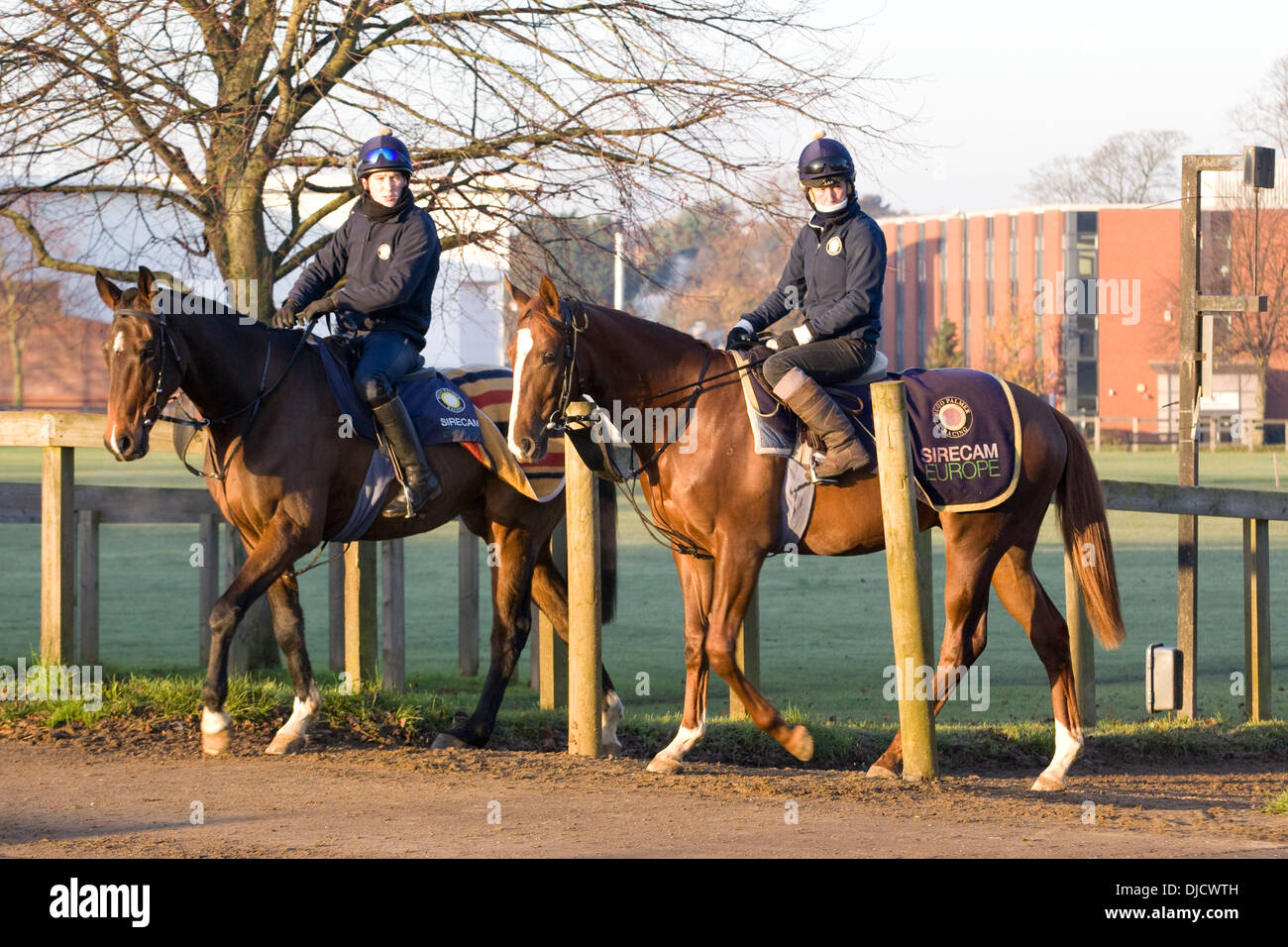 horses on the gallops at Newmarket Stock Photo - Alamy