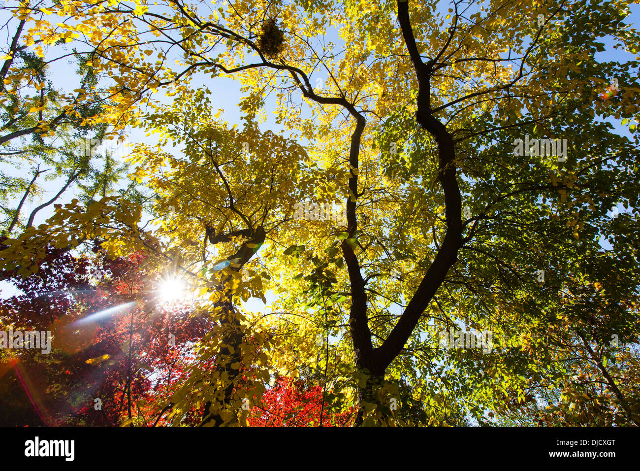 Central Park in Fall or Autumn, Manhattan, New York City, United States ...