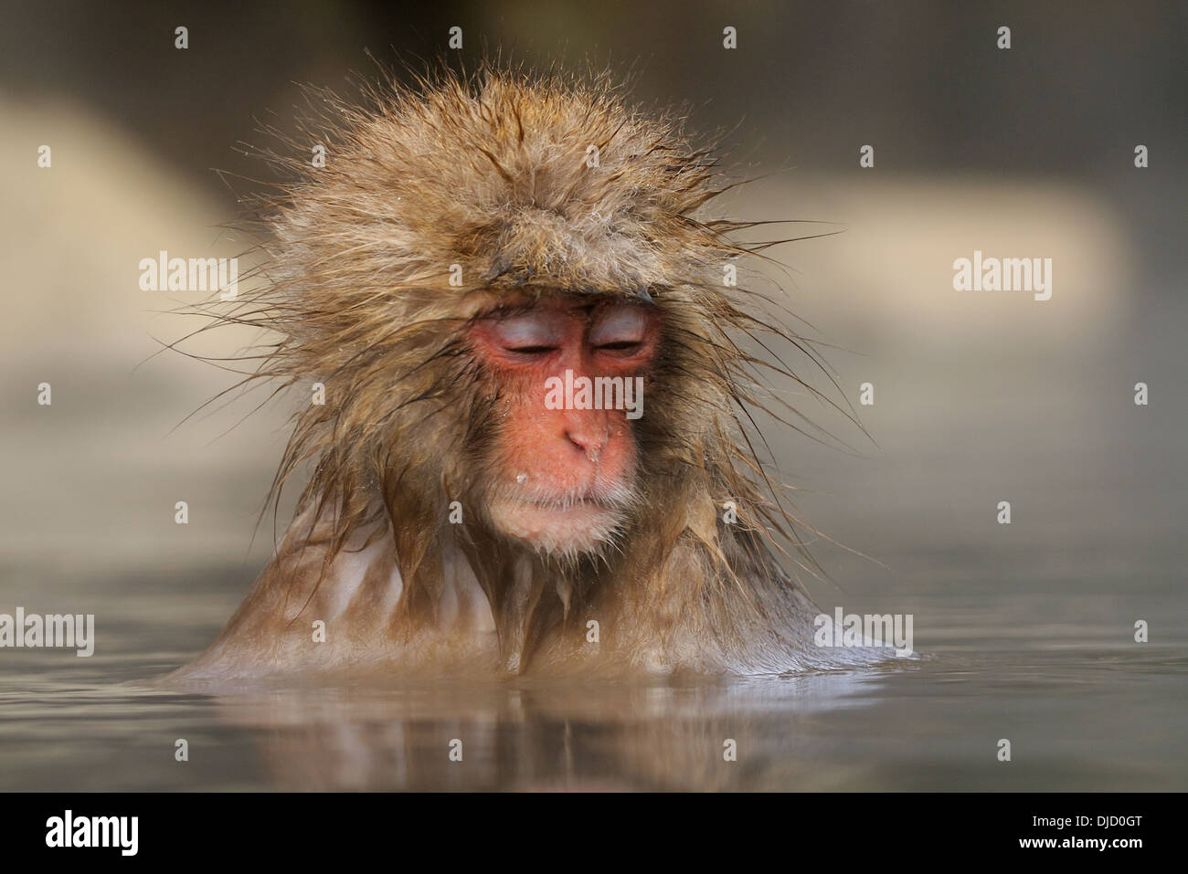 Japanese aka snow monkey in a hot tub called onsen in the mountains ...
