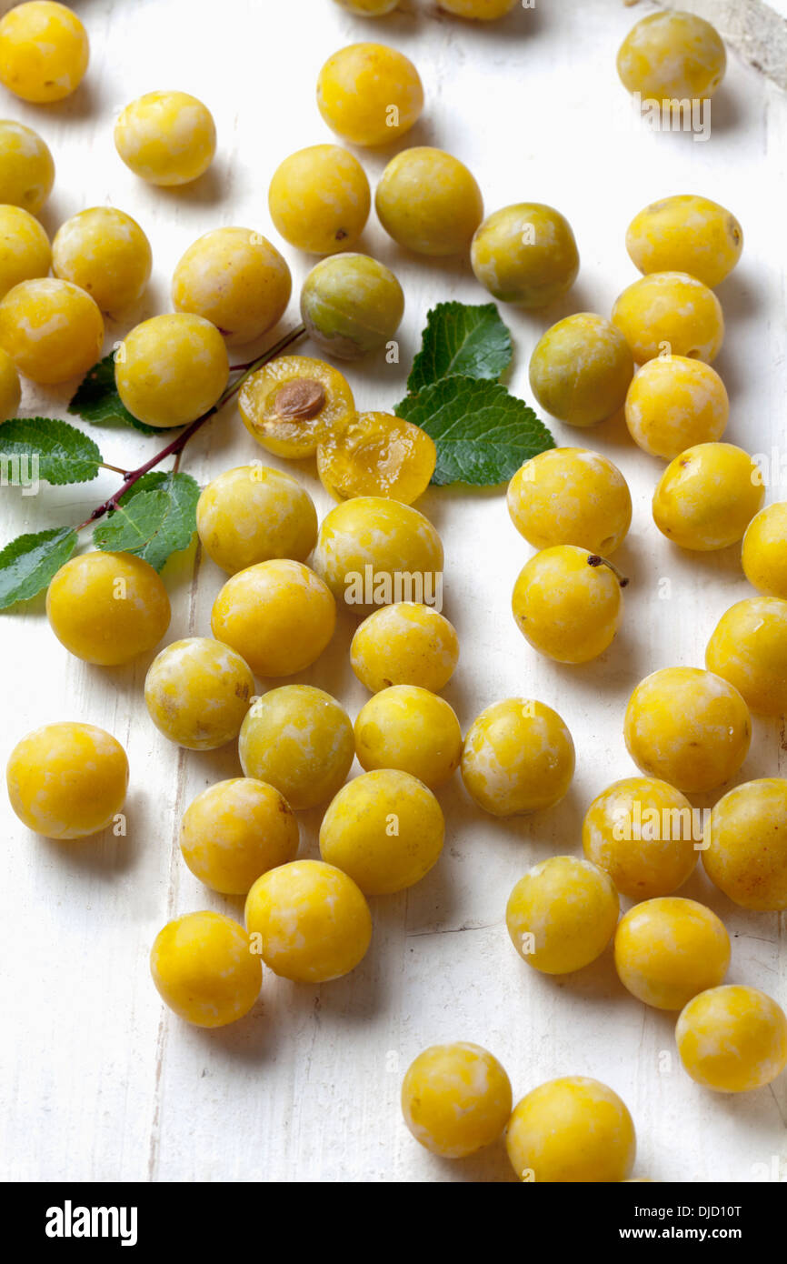 Prunus domestica subsp syriaca hi-res stock photography and images - Alamy