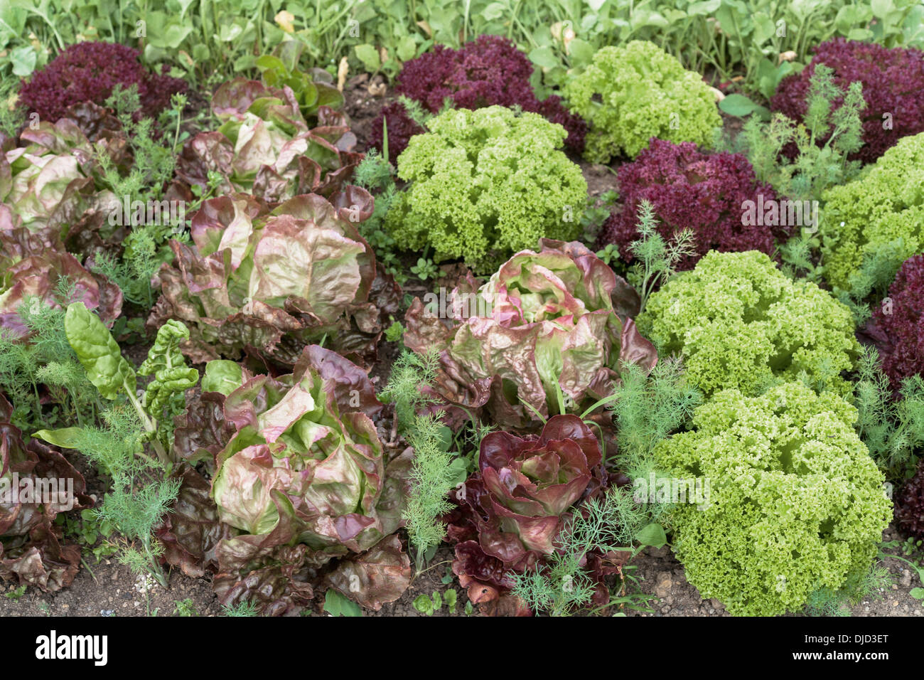 Red batavia garden hi-res stock photography and images - Alamy