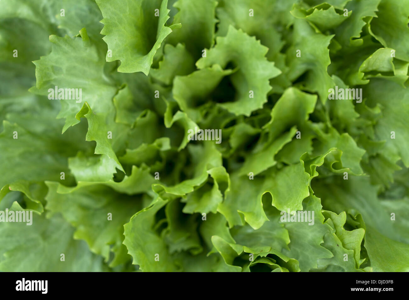 Capitata hi-res stock photography and images - Alamy