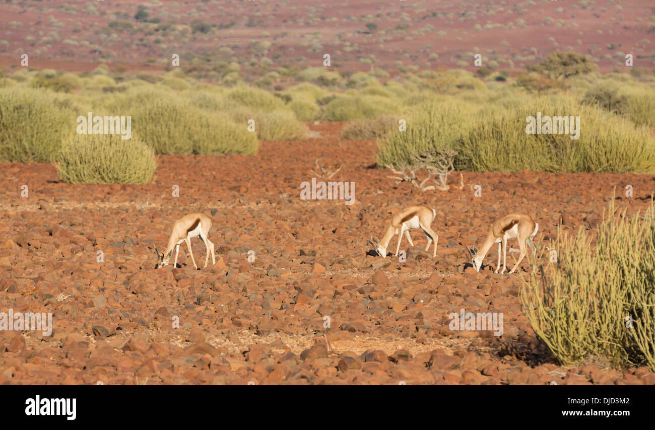 Springbok ram hi-res stock photography and images - Alamy
