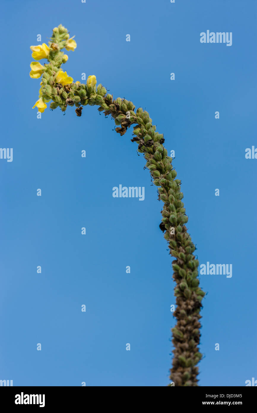 Blossoms of great mullein in front of blue sky Stock Photo - Alamy