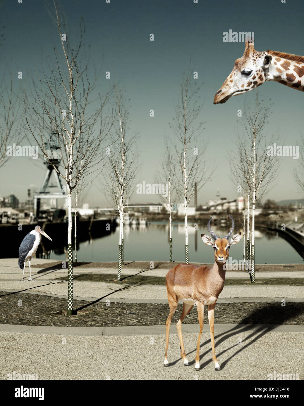 Wild animals in the city, Composite Stock Photo - Alamy
