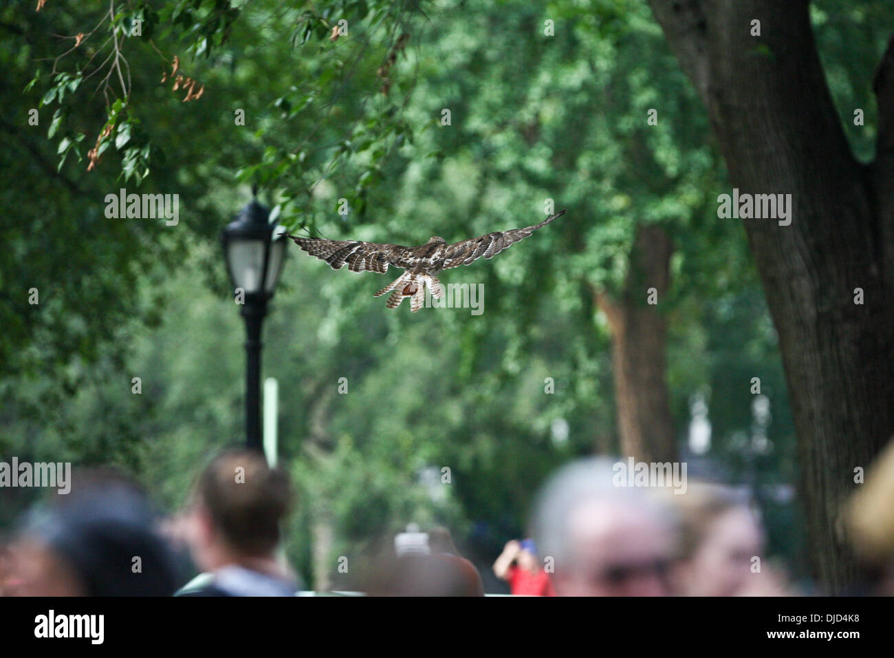 A Red-tailed Hawk flies across Madison Square Park, Manhattan. New York ...