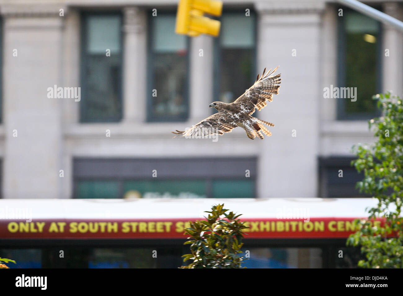 Red Tailed Hawk 12 High Resolution Stock Photography and Images - Alamy