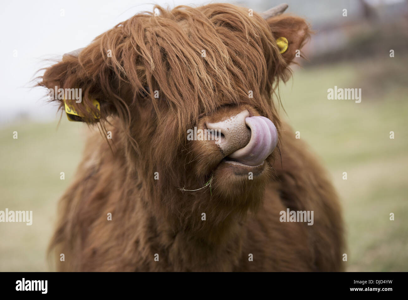 Highland Cattle Licking It's Lips; Scottish Borders, Scotland Stock ...