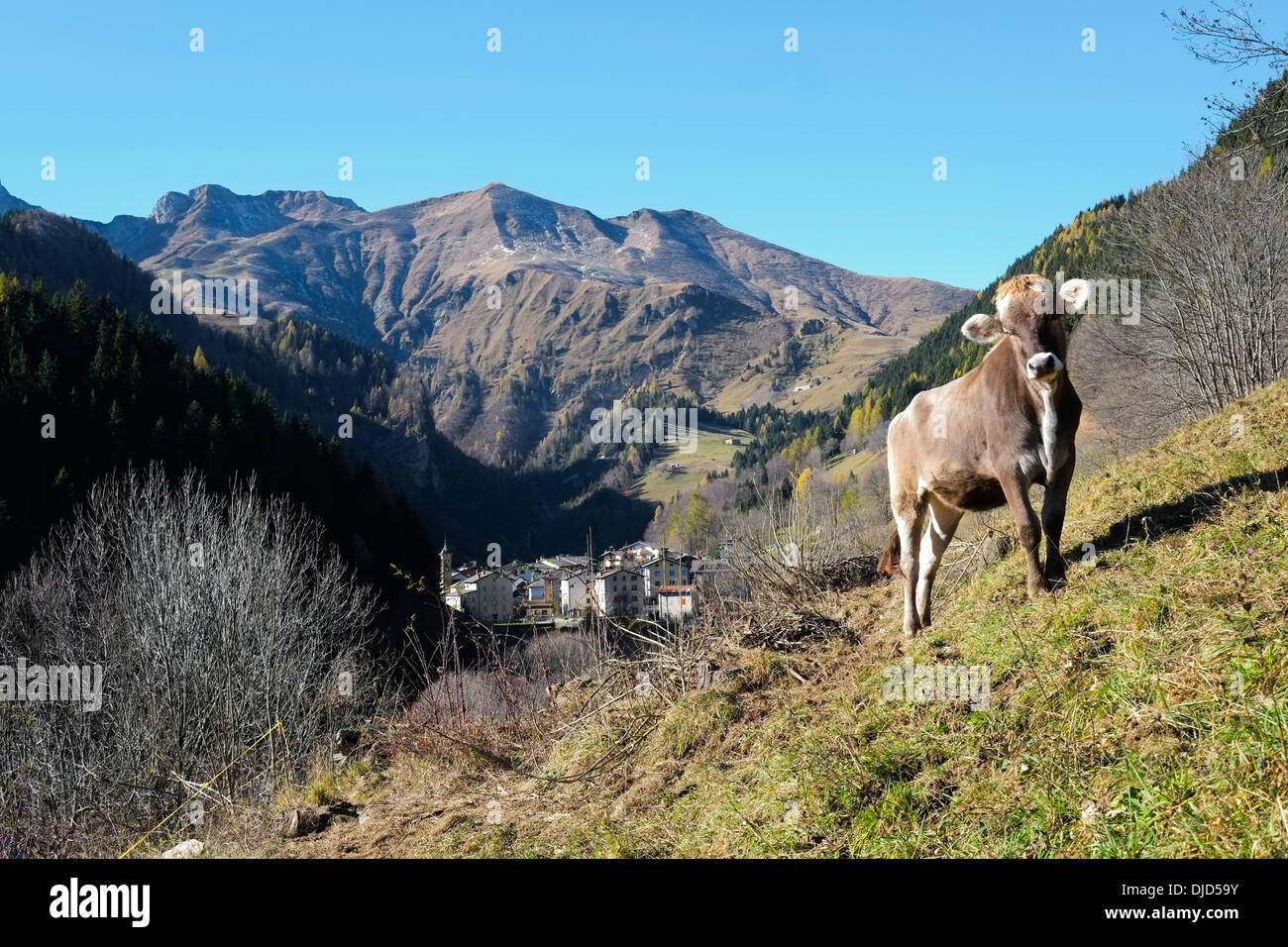 Cow in the village hi-res stock photography and images - Alamy