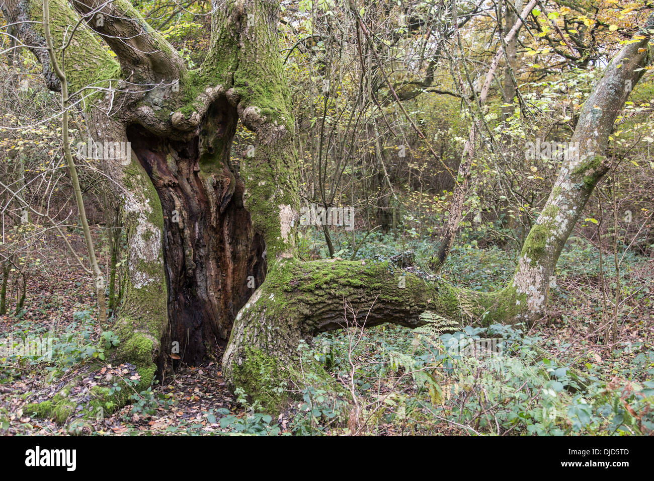 Old Ash tree growing in woodland, Herefordshire, England, UK Stock ...