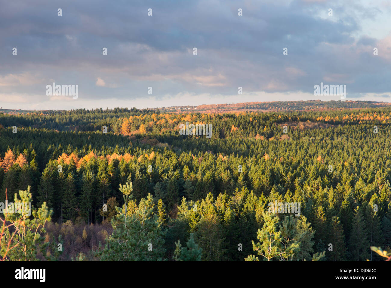 Coniferous forest new england hi-res stock photography and images - Alamy