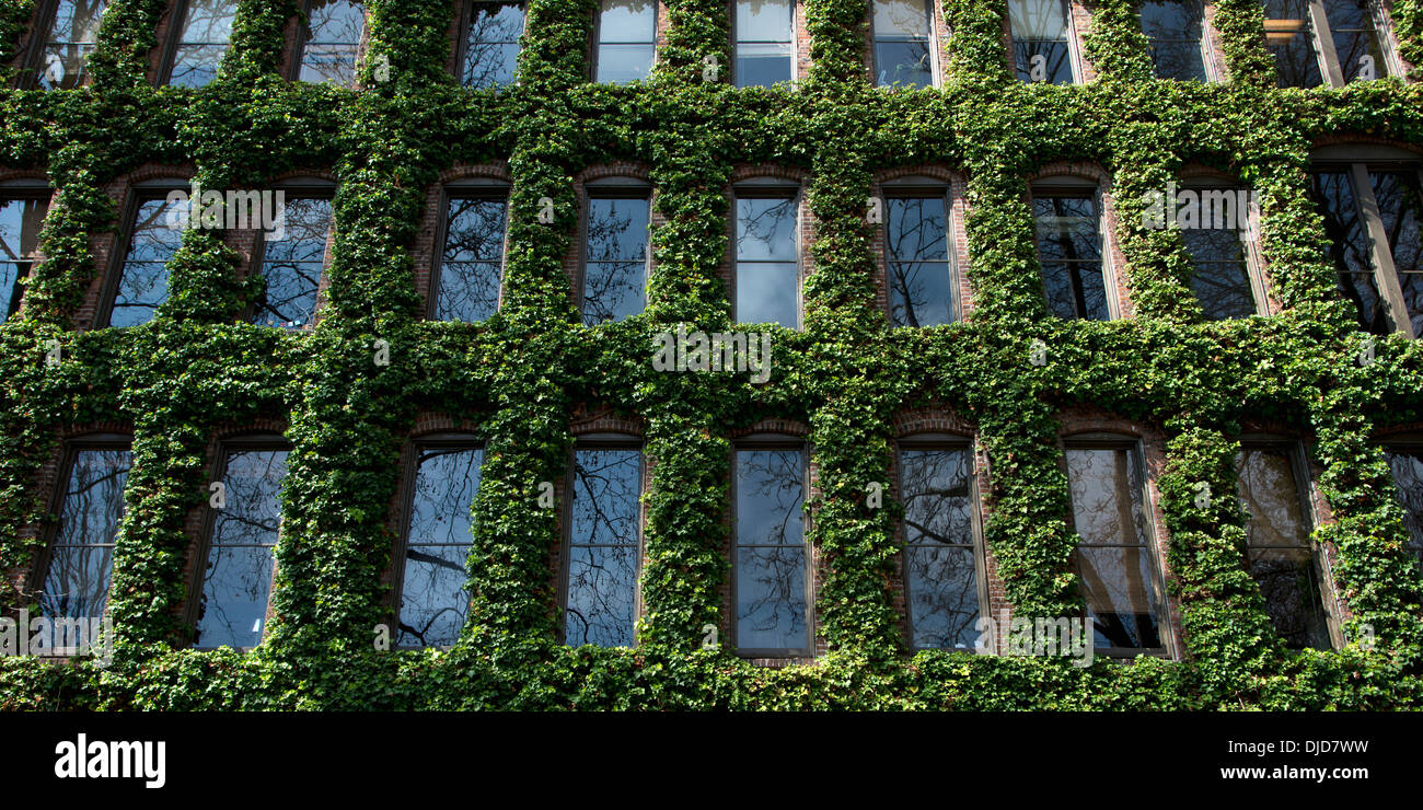 Vines Growing Up The Side Of A Buildings Around The Windows; Seattle ...