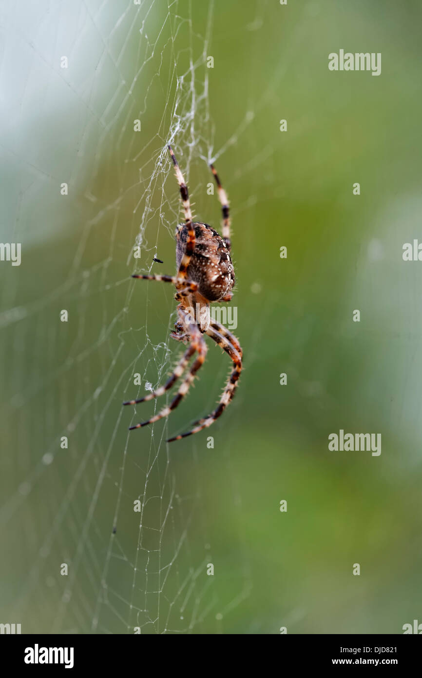 Garden spider side view hi-res stock photography and images - Alamy
