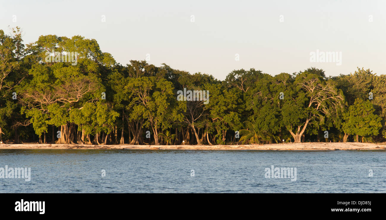 Trees And Beach Along The Coastline; Utila, Bay Islands, Honduras Stock ...
