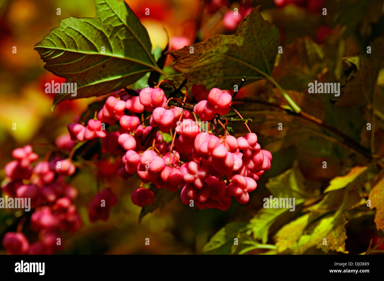 Spindle image hi-res stock photography and images - Alamy