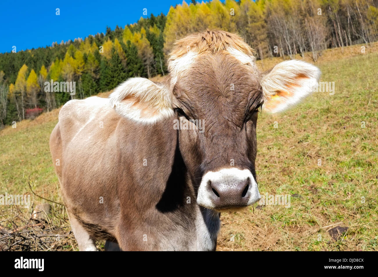 Cow calf alps hi-res stock photography and images - Alamy
