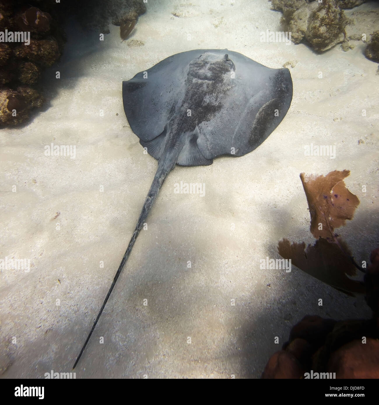 Caribbean Whiptail Stingray (Himantura Schmardae); Utila, Bay Islands ...