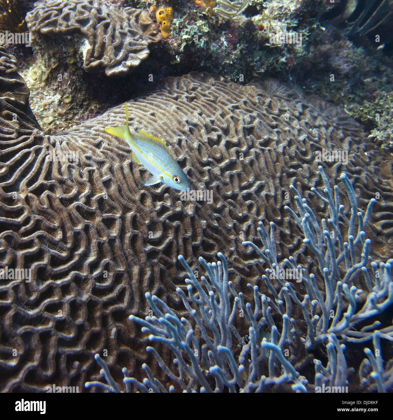 Marine Life And A Coral Reef; Utila, Bay Islands, Honduras Stock Photo ...