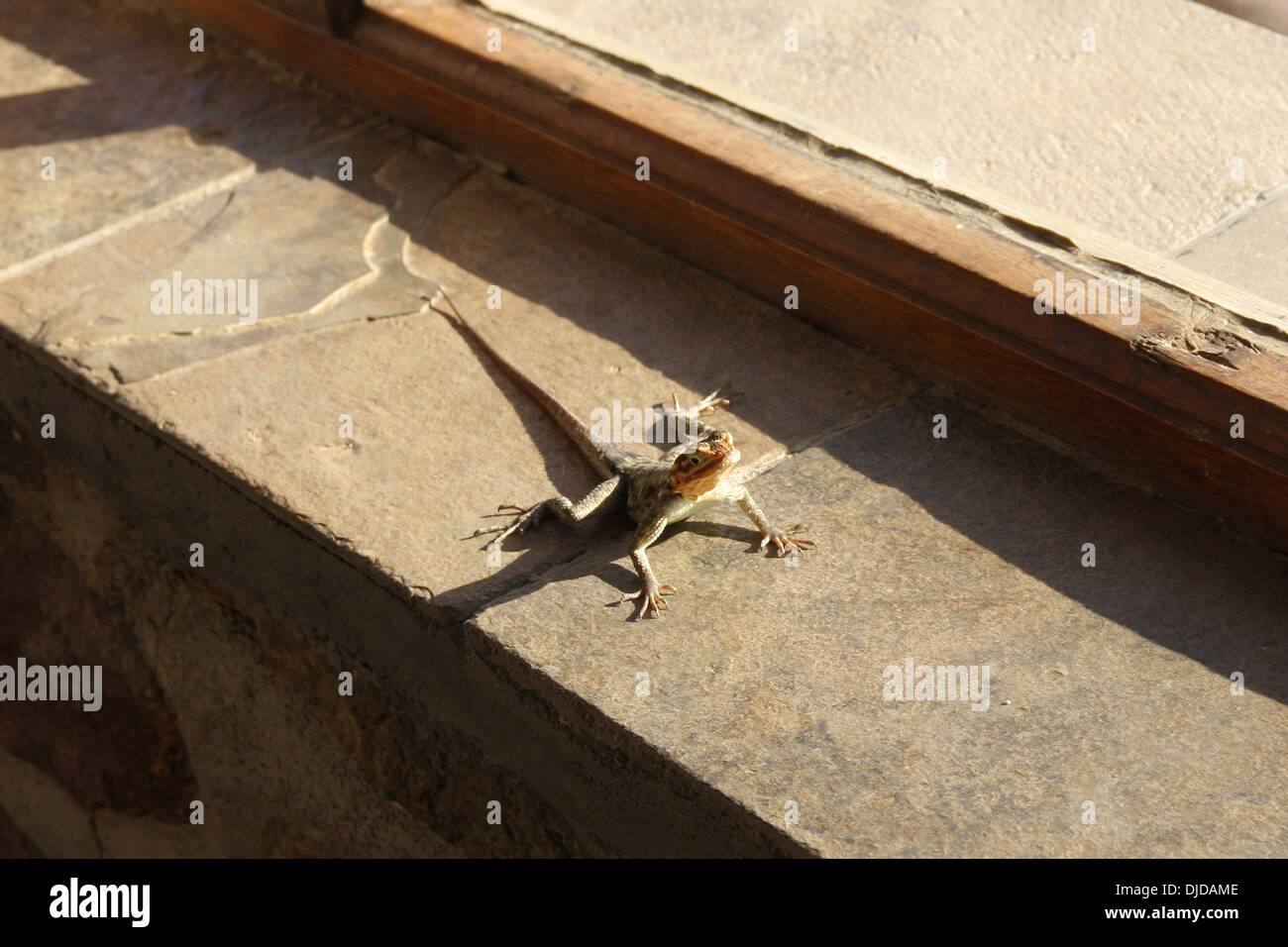 Namibian Rock Agama (genus) lizard on a window ledge getting warm Stock ...