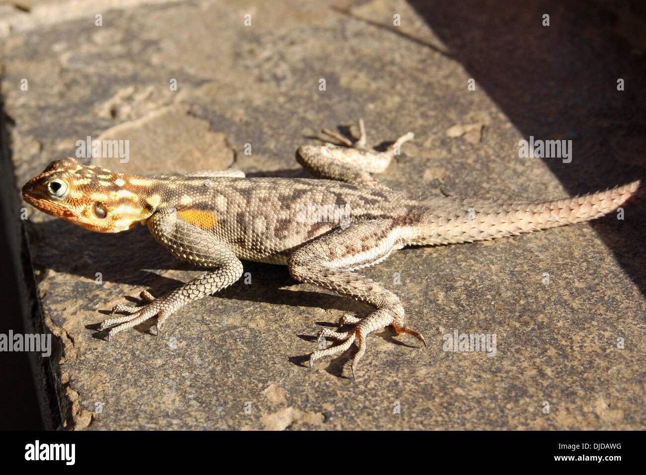 Namibian Rock Agama (genus) lizard on a window ledge getting warm Stock ...