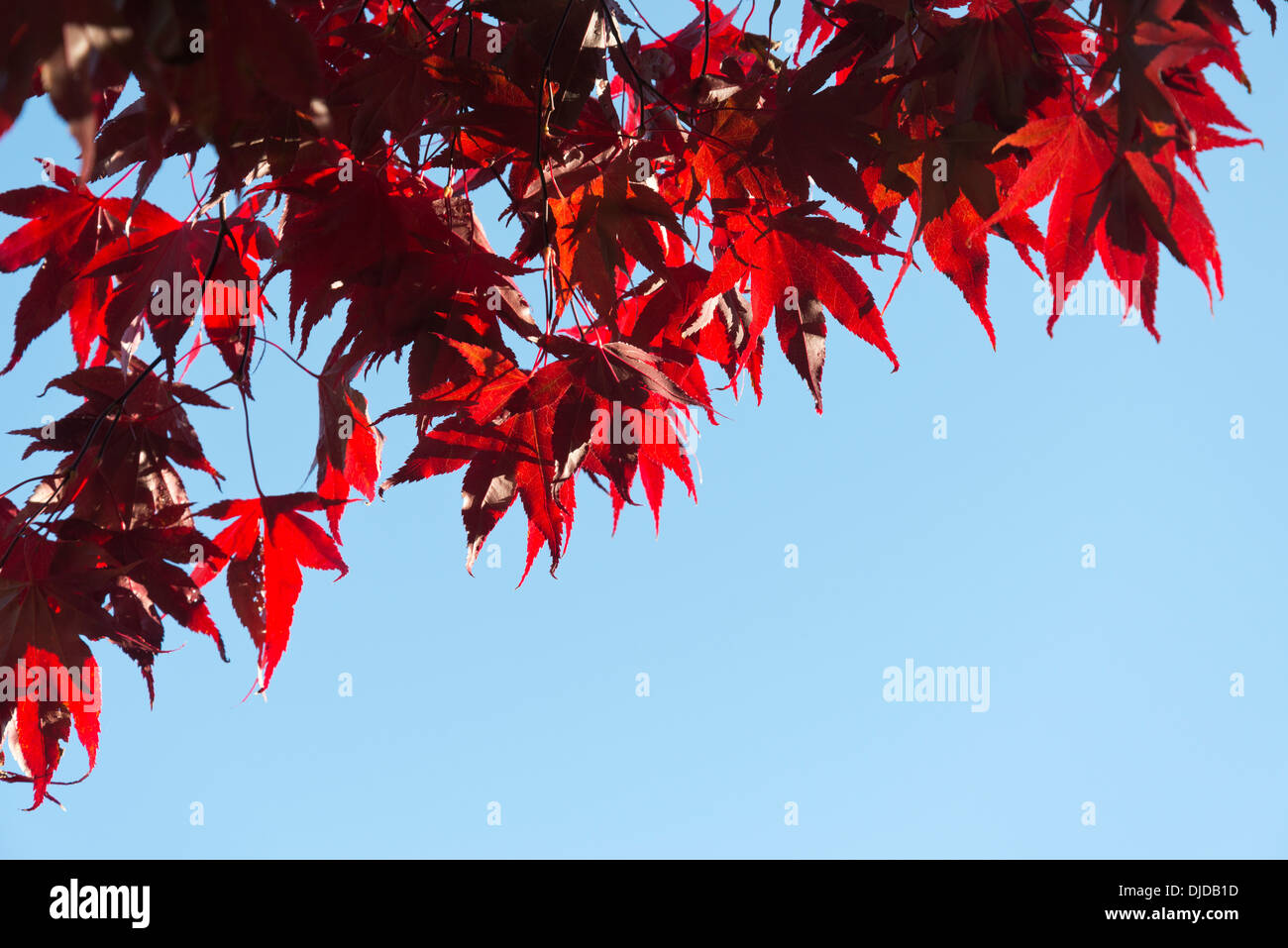 Acer leaves hi-res stock photography and images - Alamy