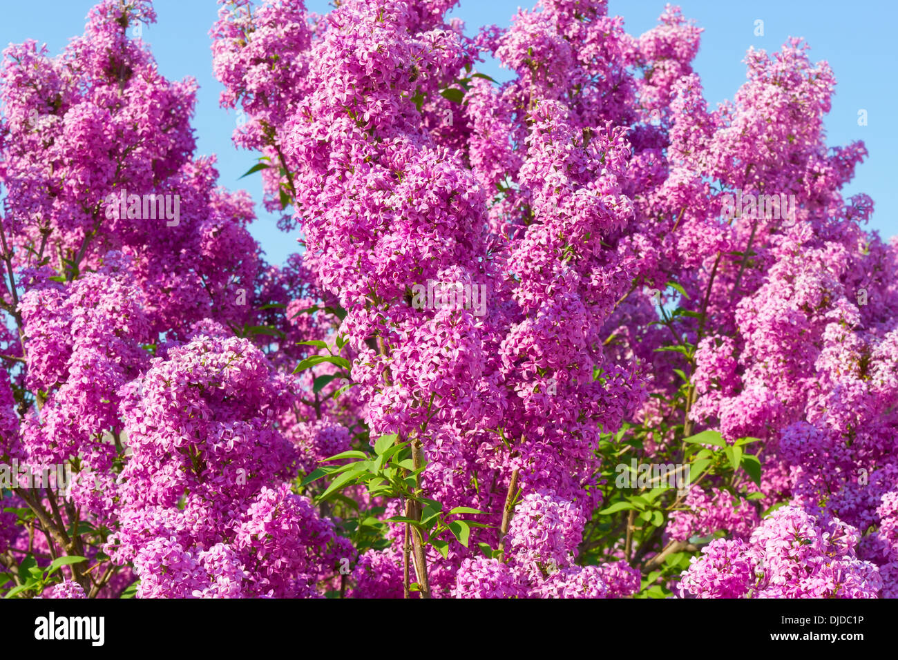 Beautiful lilac against blue sky hi-res stock photography and images ...
