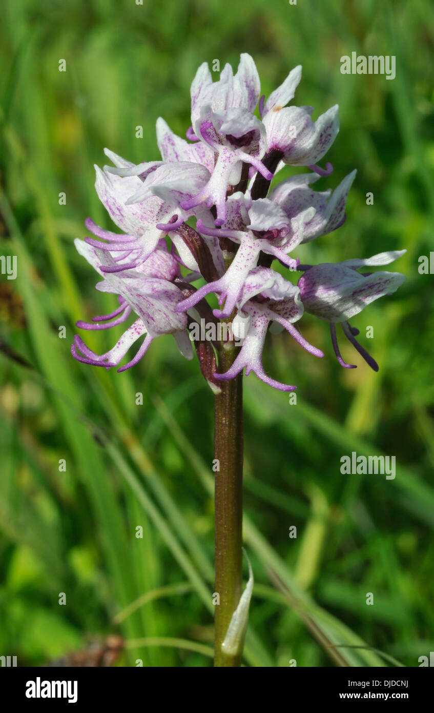 Monkey Orchid - Orchis simia Rare British Orchid Stock Photo - Alamy