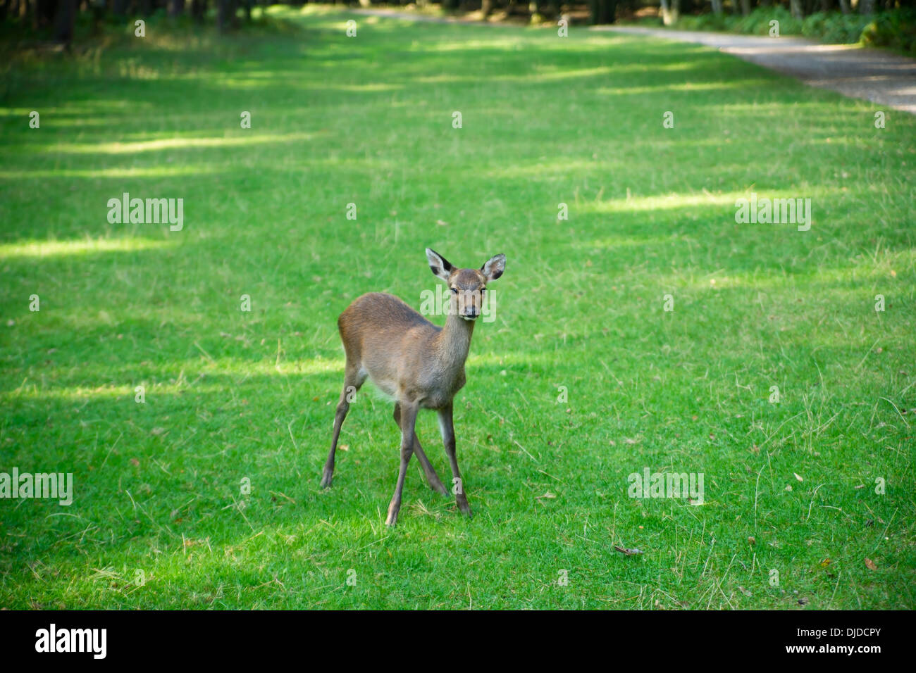 Germany deer animal people hi-res stock photography and images - Alamy