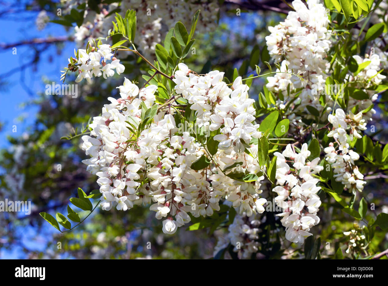 Acacia branch hi-res stock photography and images - Alamy