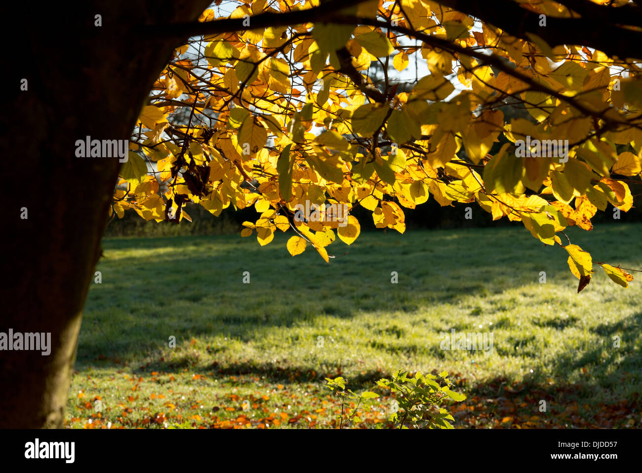 Beech tree leaf hi-res stock photography and images - Alamy