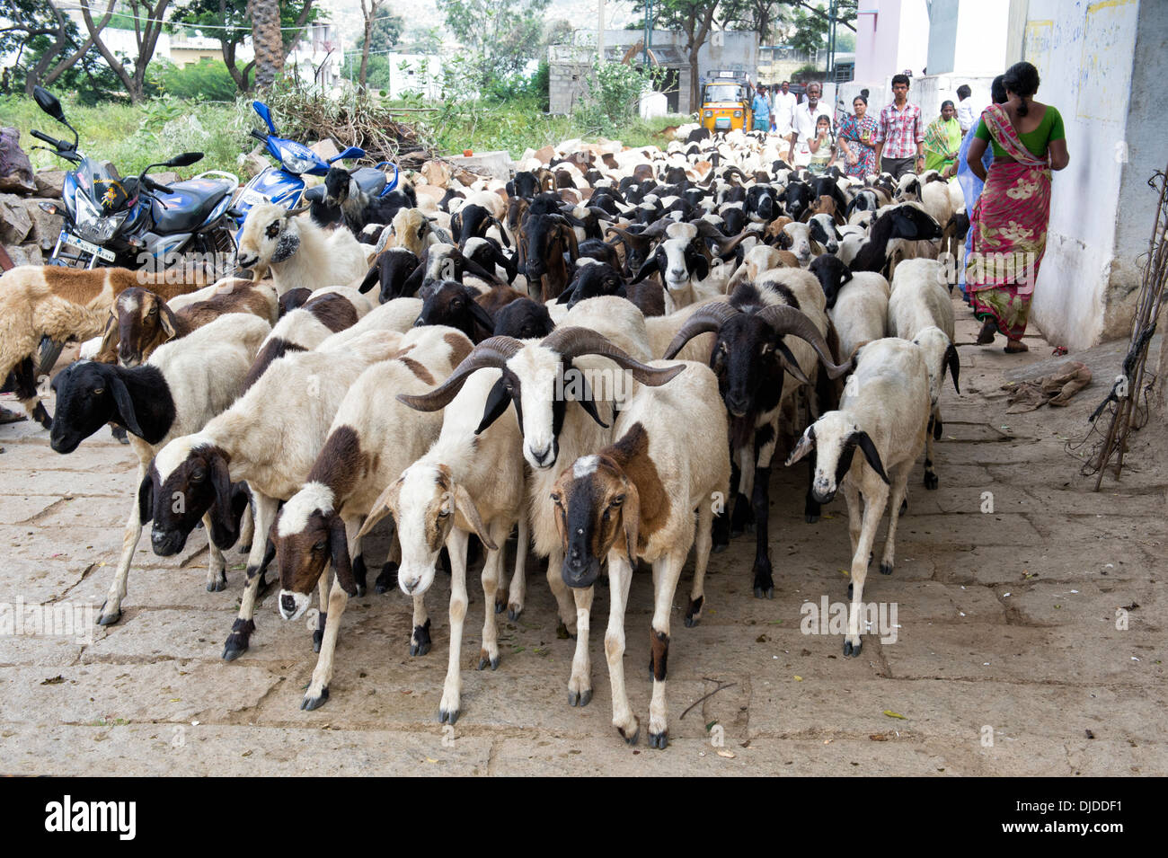 Herd of goats coming through a rural indian village. Andhra Pradesh ...
