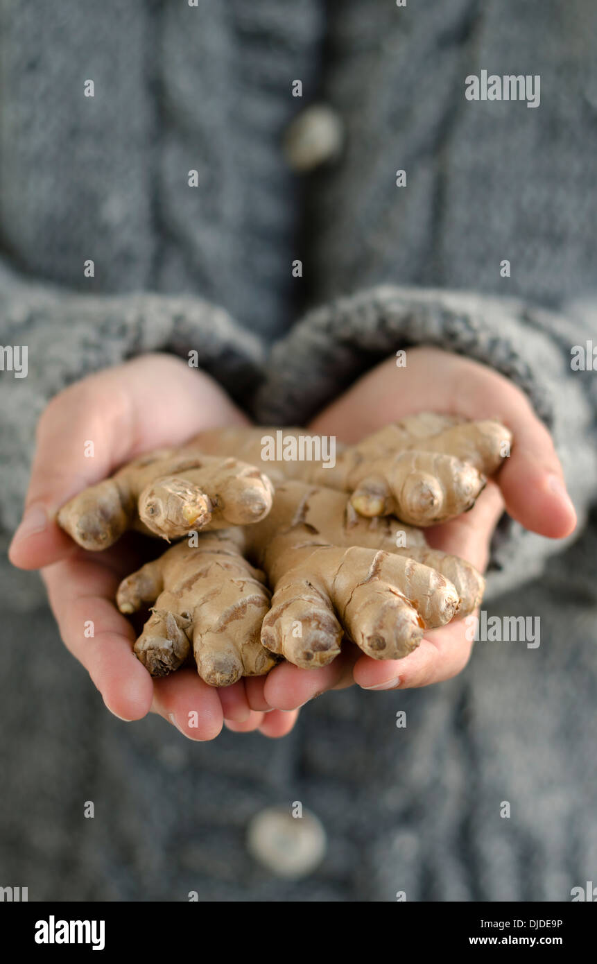 Hands holding ginger root (Zingiber officinale), close-up Stock Photo ...
