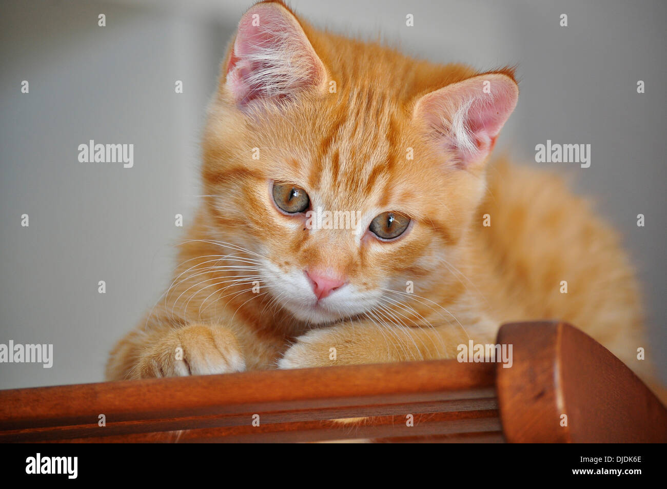 Red tom cat hi-res stock photography and images - Alamy