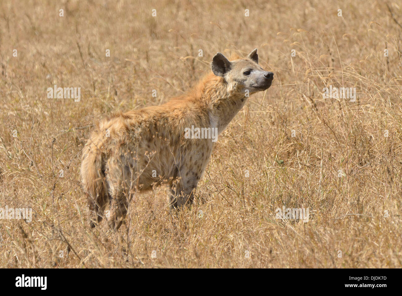 Spotted Hyena (Crocuta crocuta) in the Ngorongoro Crater, Ngorongoro ...