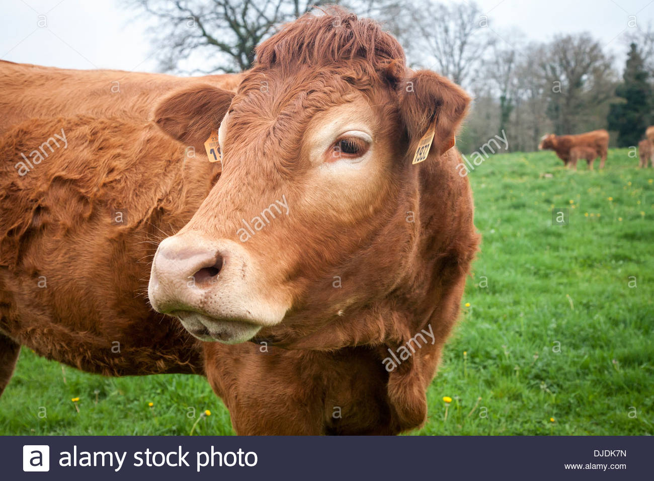 Limousine Cattle High Resolution Stock Photography and Images - Alamy