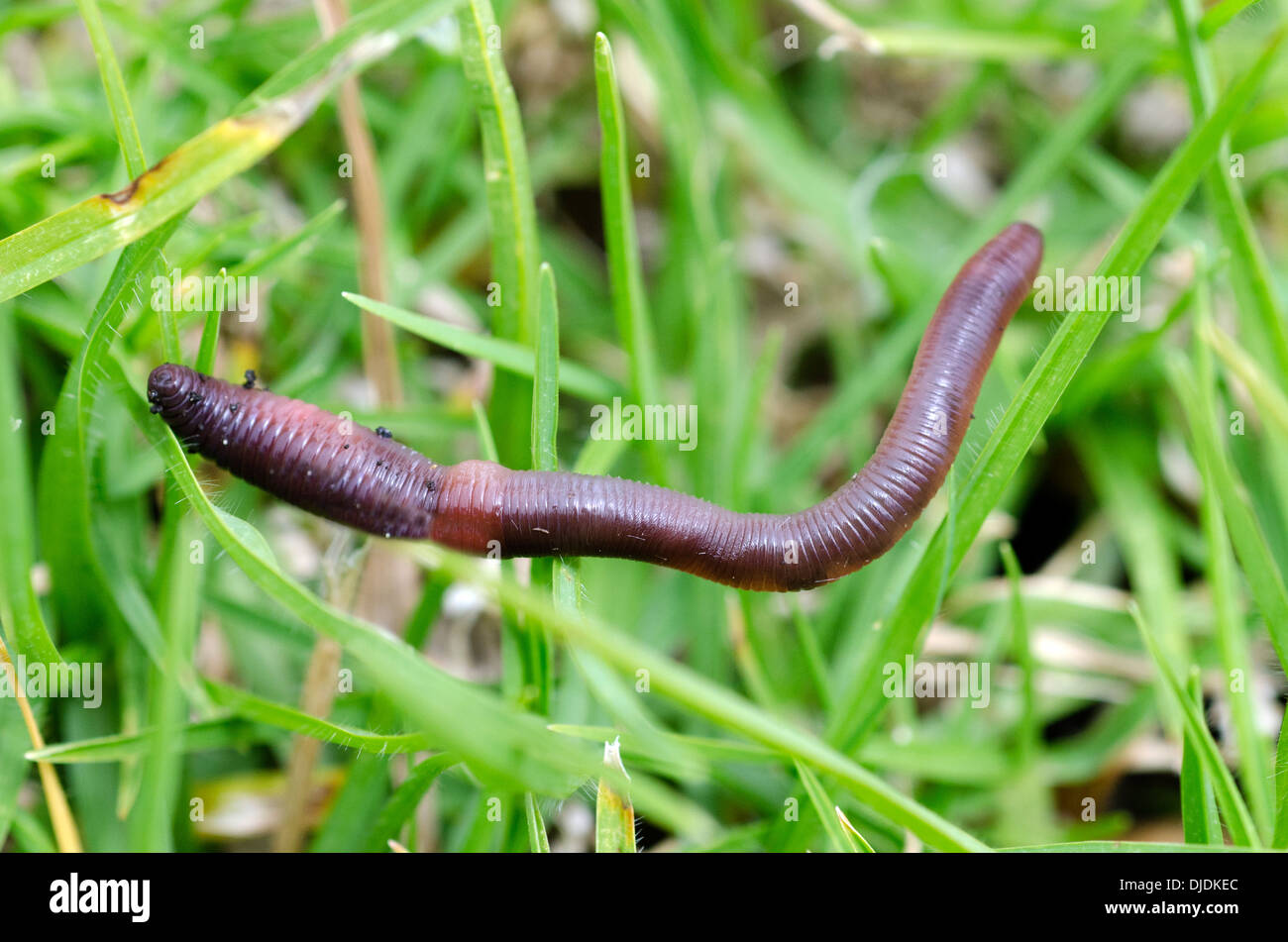 Worm Grass High Resolution Stock Photography and Images - Alamy