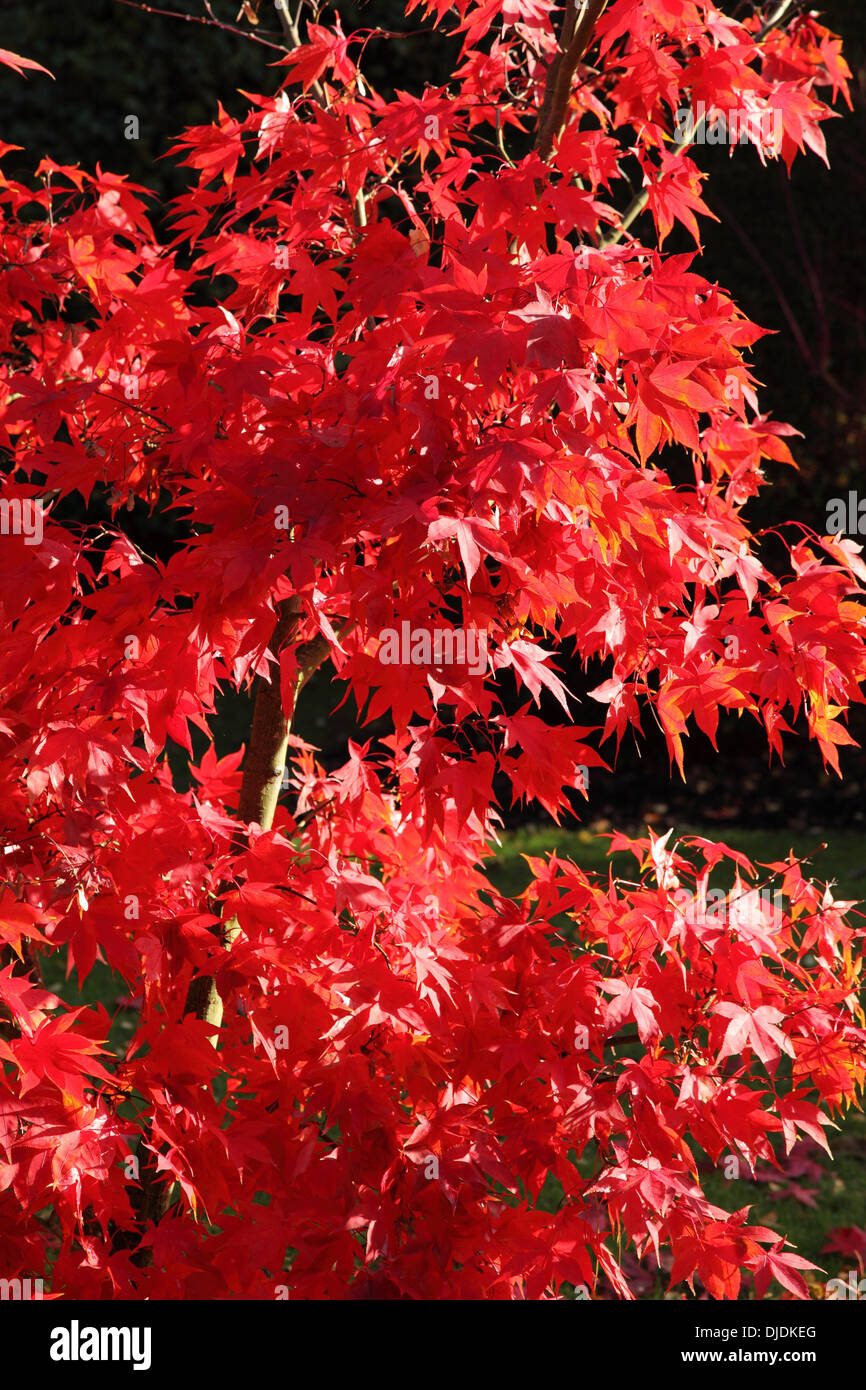 Acer palmatum Osakazuki, a beautiful red leaved tree Stock Photo - Alamy