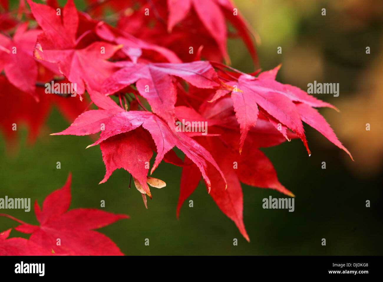 Acer palmatum Osakazuki, a beautiful red leaved tree Stock Photo - Alamy
