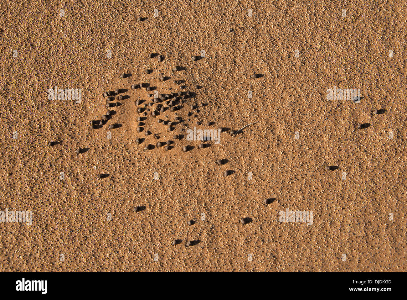 Faeces of desert animals, Sossusvlei, Namib Naukluft Park, Namibia ...