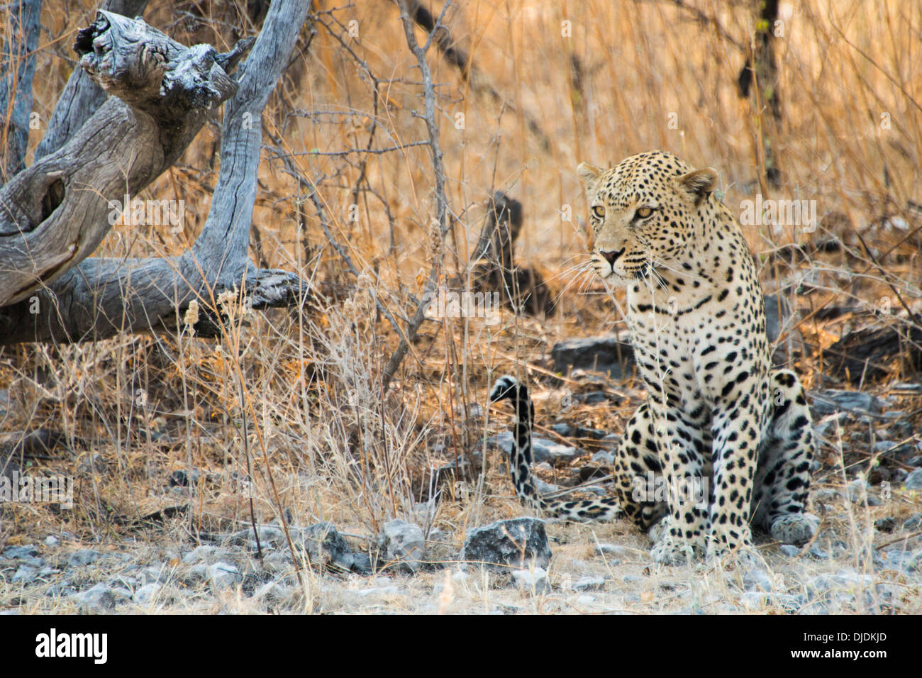 Leopard (Panthera pardus) sitting under a dry tree on stony ground ...