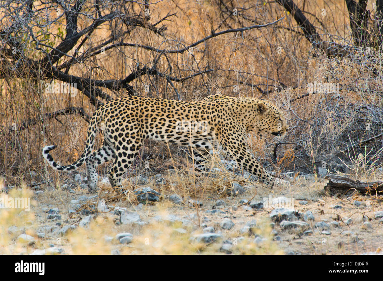Leopard (Panthera pardus) walking between dry bushes, Etosha National ...